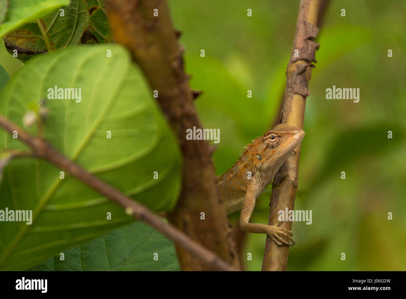 Horned tree lizard hi-res stock photography and images - Alamy