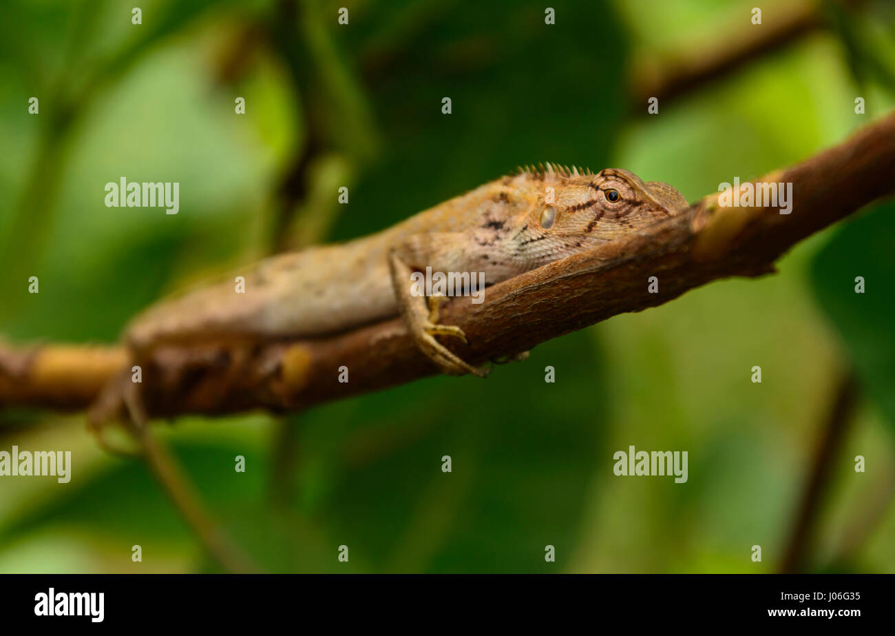 Horned tree lizard hi-res stock photography and images - Alamy