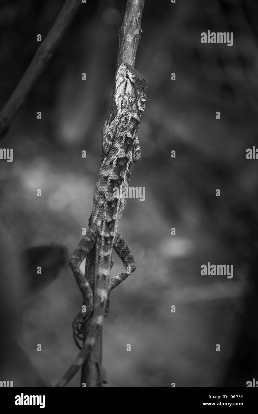 Camouflaging lizards on a guava tree at our home garden Stock Photo - Alamy