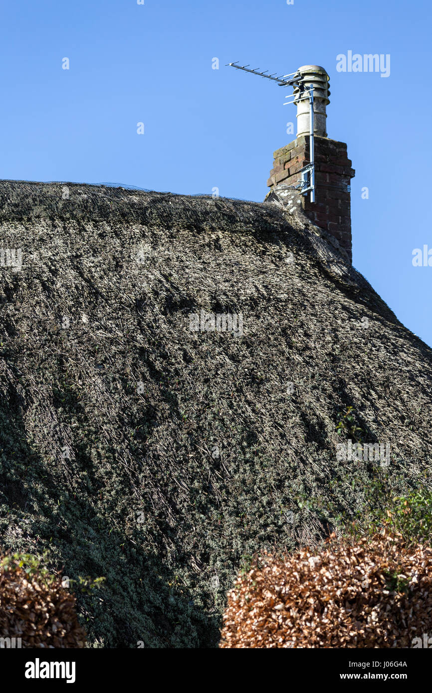 Old thatch on Devon cottage Stock Photo - Alamy