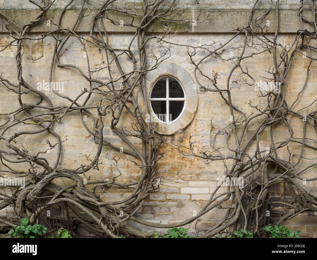 Old vine covered wall with window in Woodstock Oxfordshire Stock Photo ...
