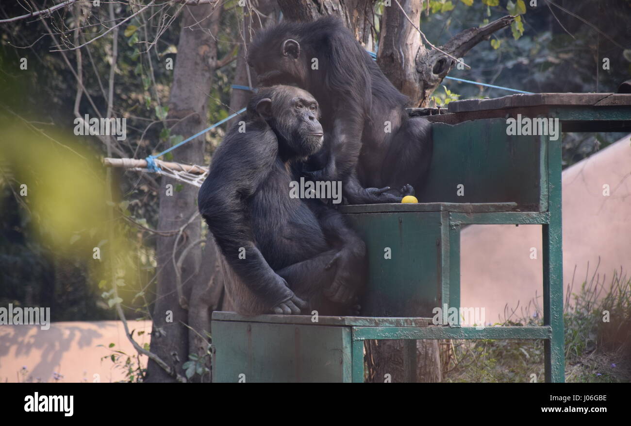 Chimpanzee Strength Test