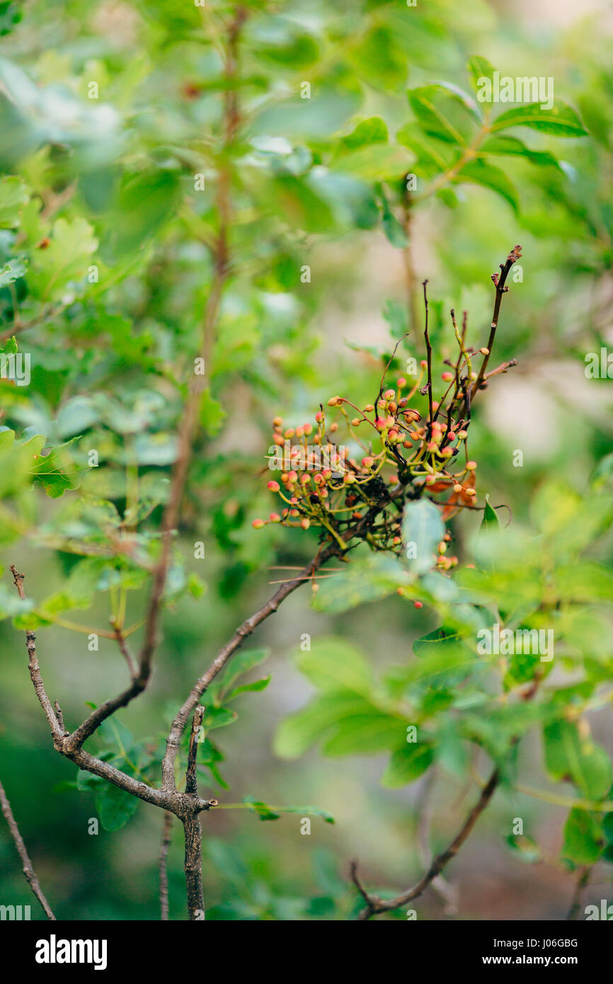 The nature of Montenegro. Plants, flowers, trees Adriatic the Balkans ...