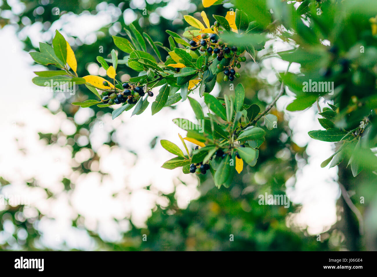 Leaves of laurel and berries on a tree. Laurel leaf in the wild nature ...
