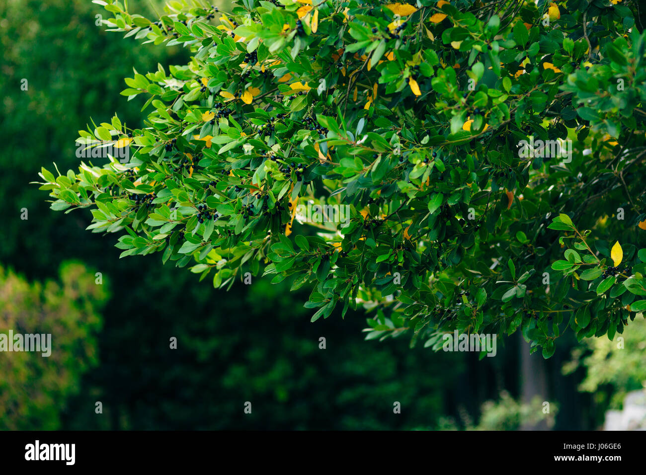 Leaves of laurel and berries on a tree. Laurel leaf in the wild nature ...