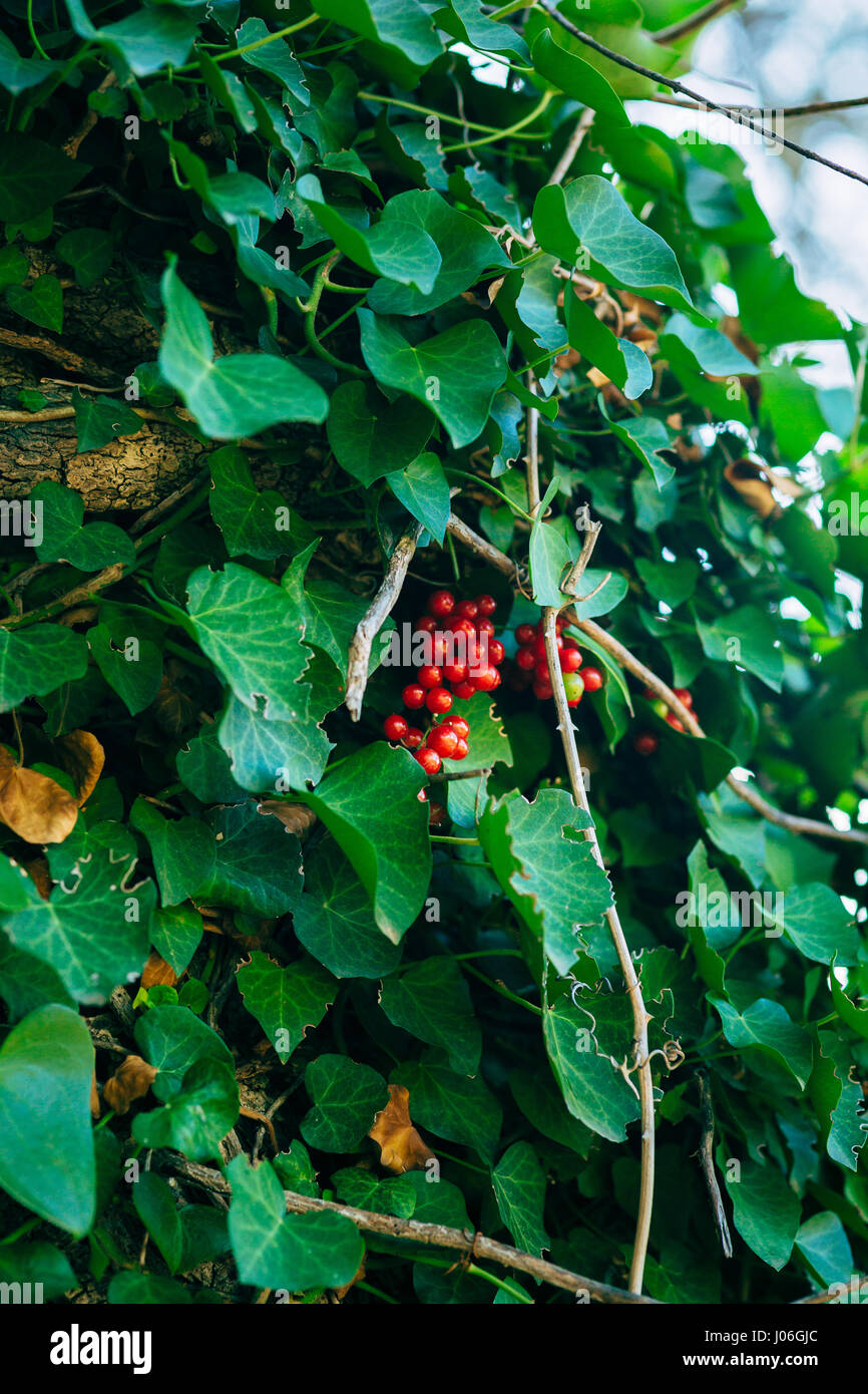 Trees overgrown with ivy. Texture of wild plants in the forest Stock ...