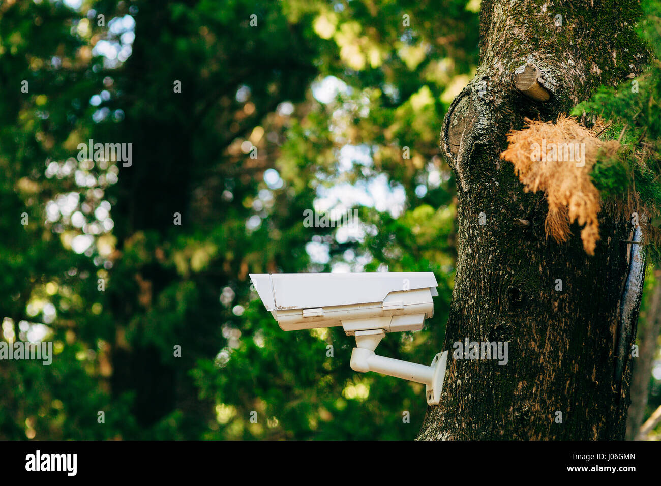 Surveillance camera on the tree. Hidden camera in the forest. Forest ...