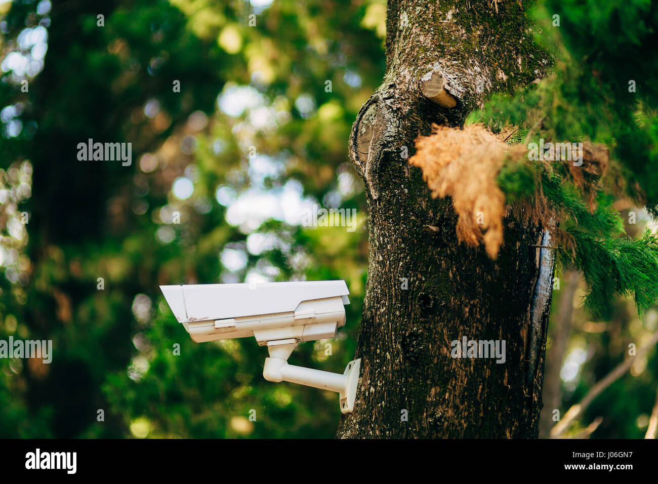 Surveillance camera on the tree. Hidden camera in the forest. Forest ...