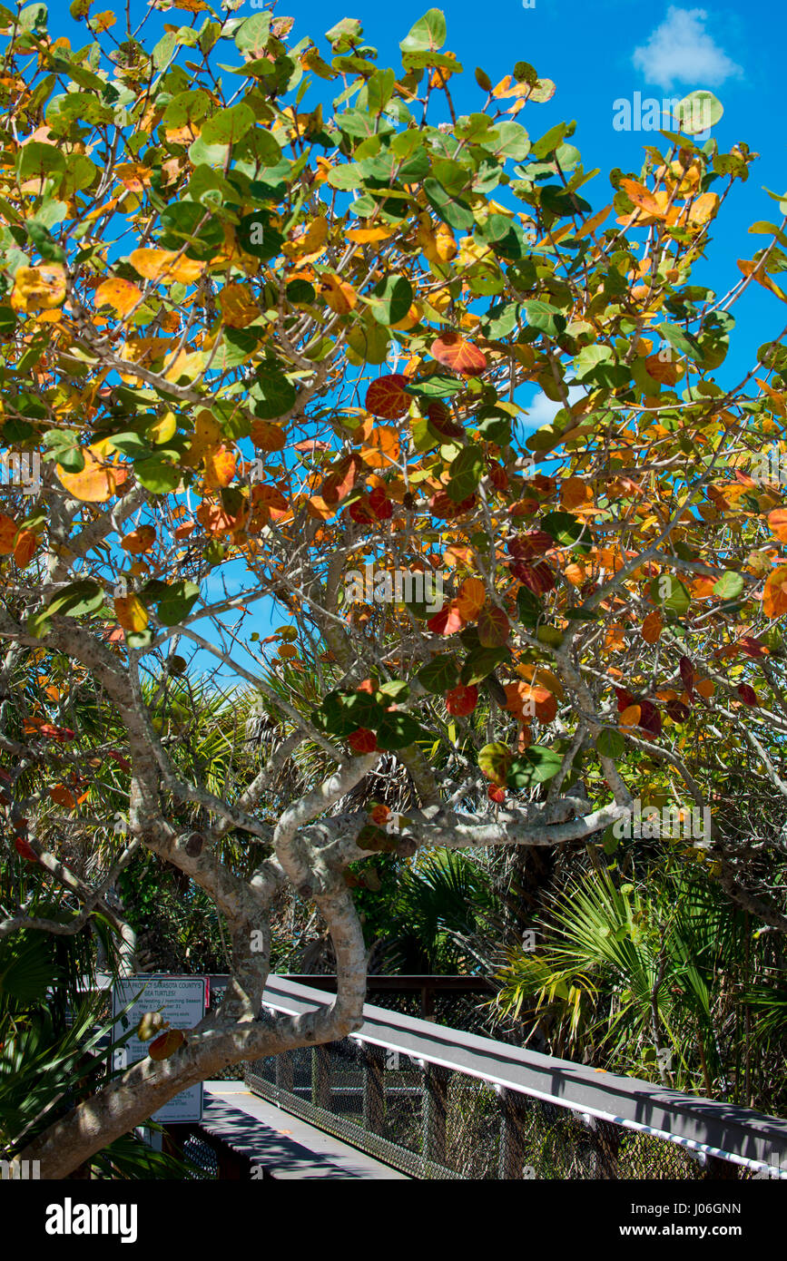 Sea grapes hi-res stock photography and images - Alamy