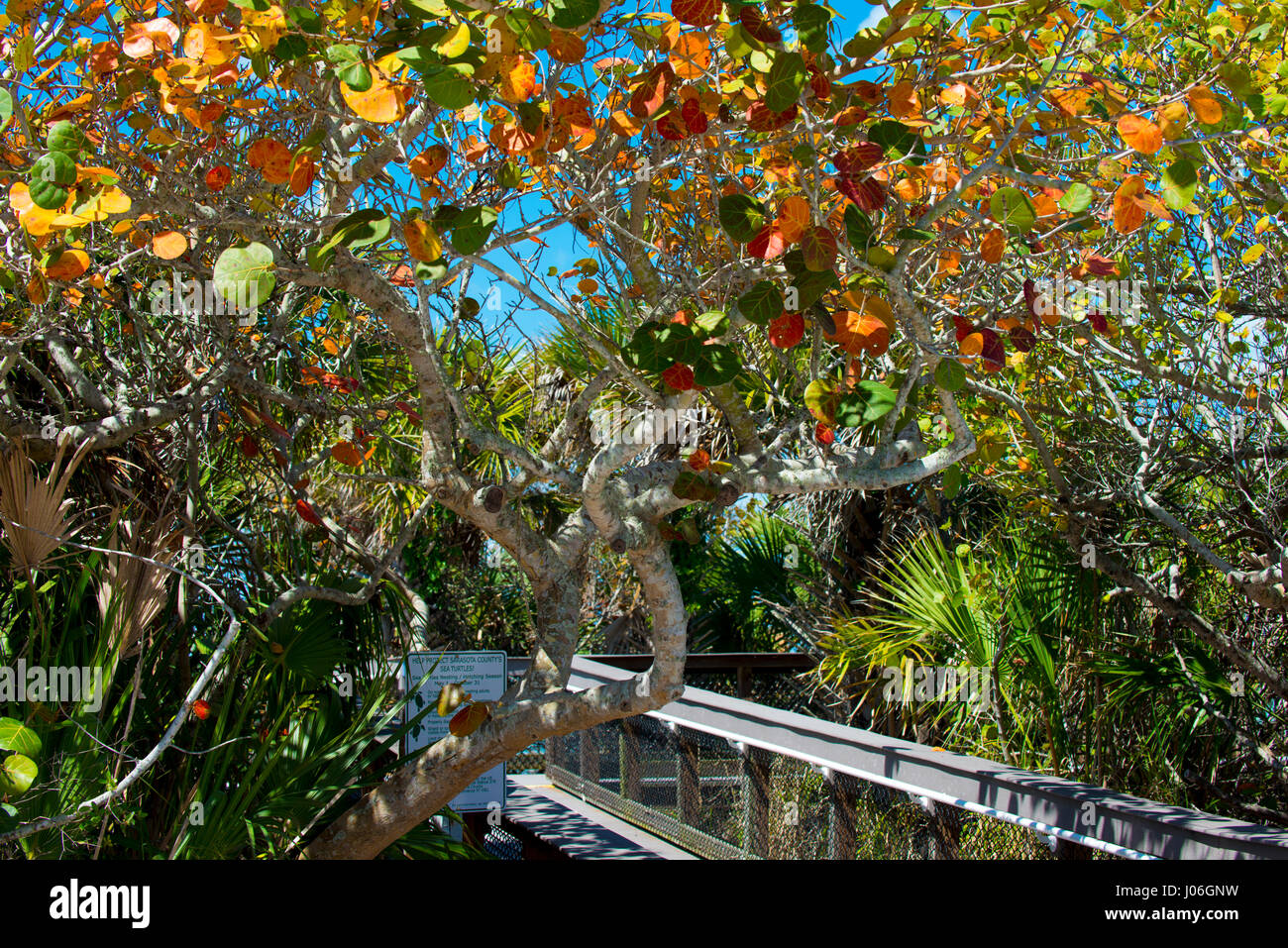 sea grapes bush at beach Stock Photo - Alamy