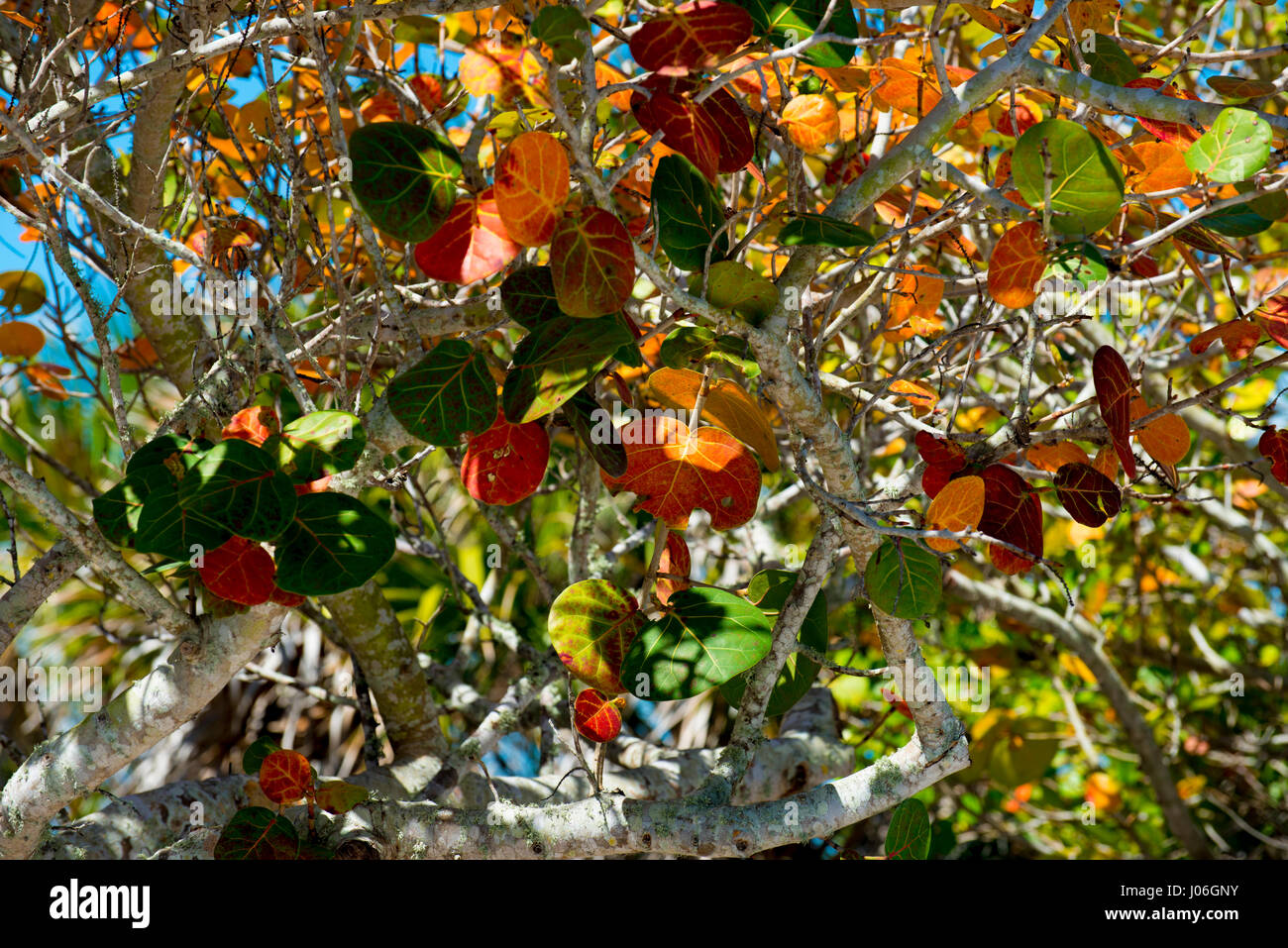 sea grapes bush at beach close up Stock Photo - Alamy