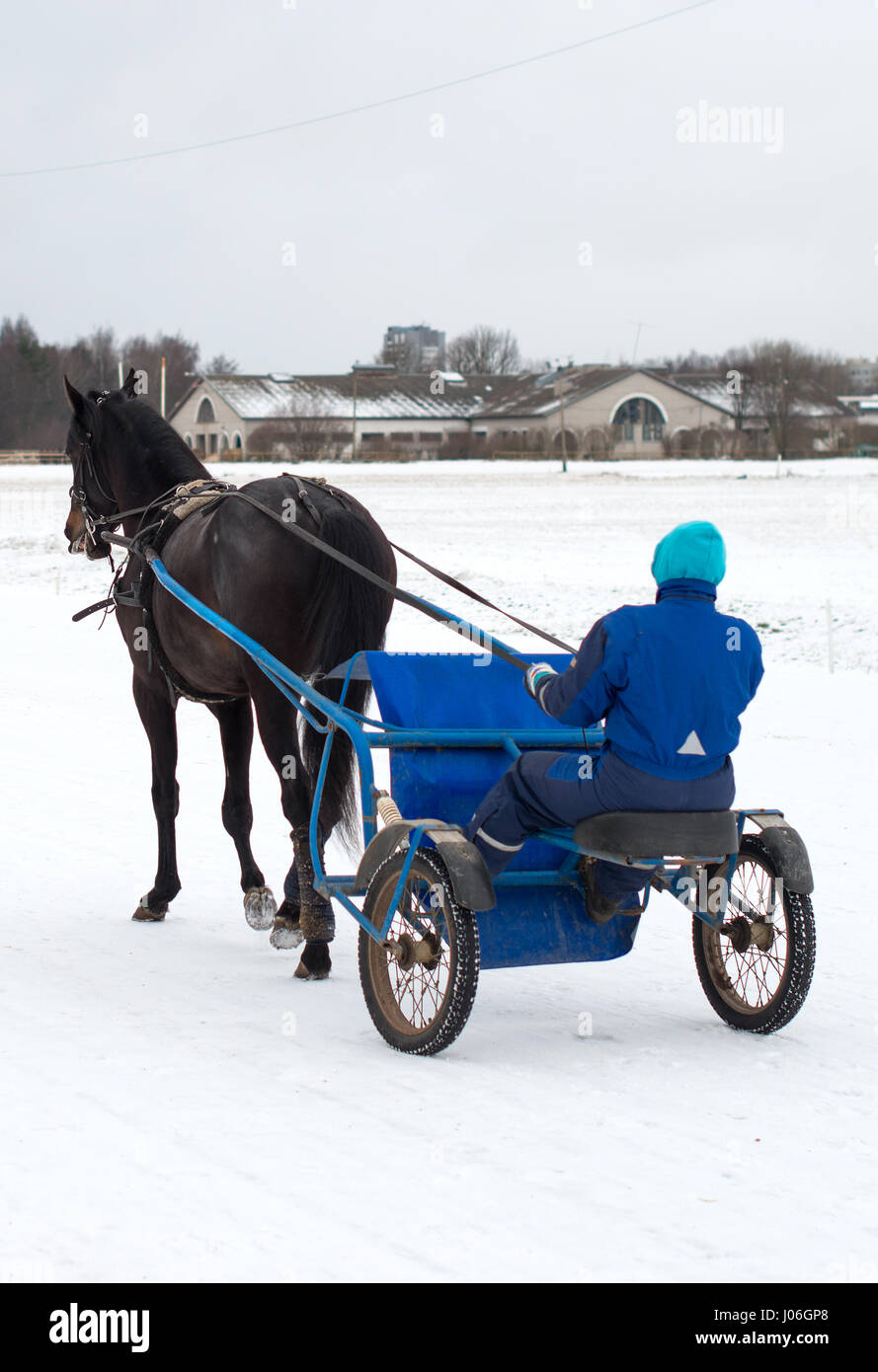 Harness racing. Racing horse harnessed to lightweight stroller Stock ...