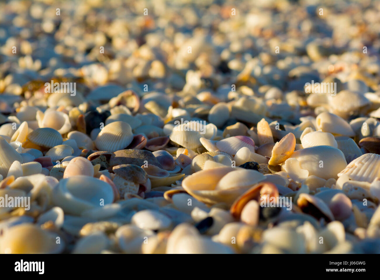 Lined with shells hi-res stock photography and images - Alamy