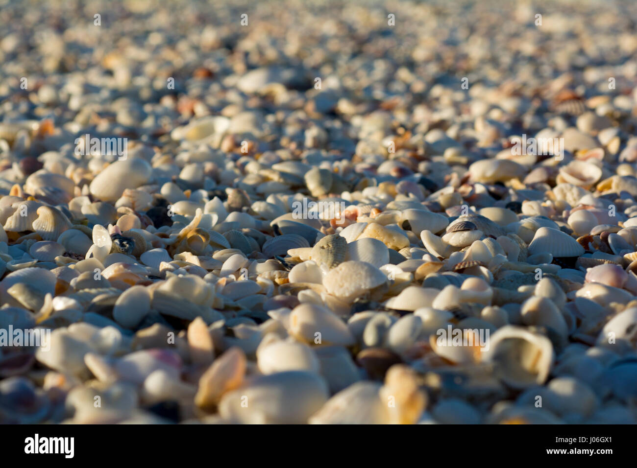 Lined with shells hi-res stock photography and images - Alamy