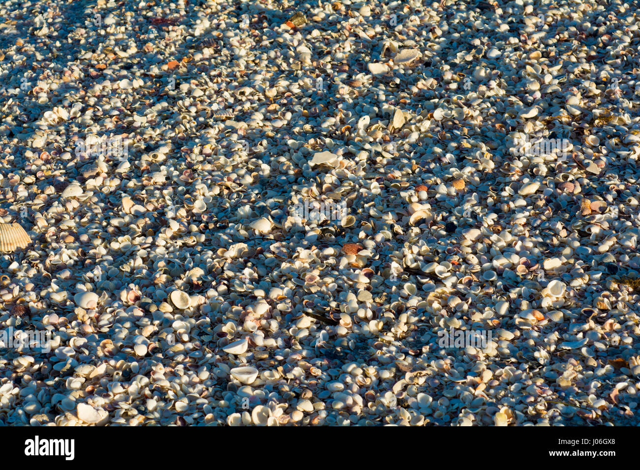 mixed small shells on beach Stock Photo - Alamy