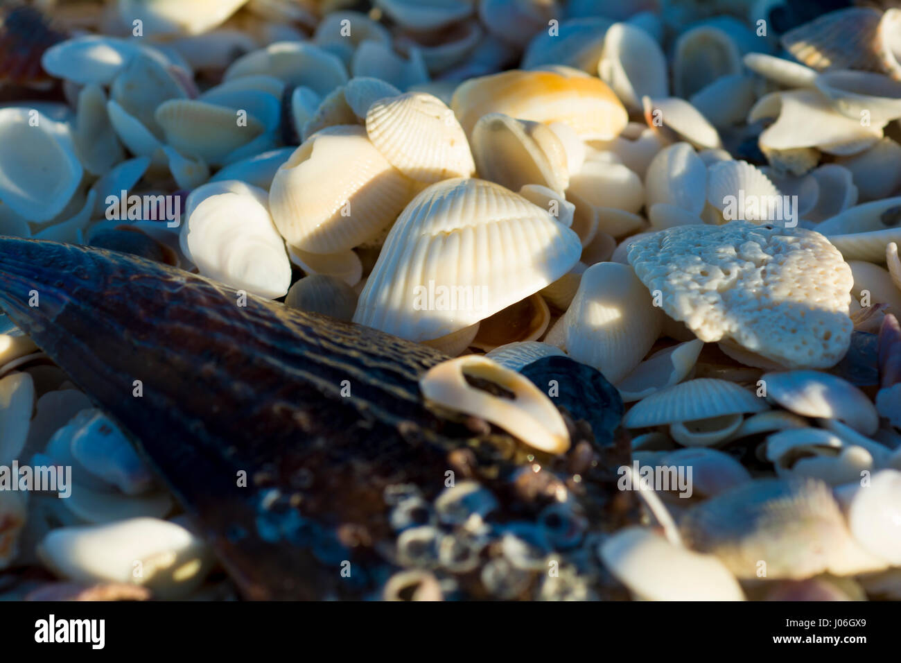 mixed shells on beach Stock Photo - Alamy