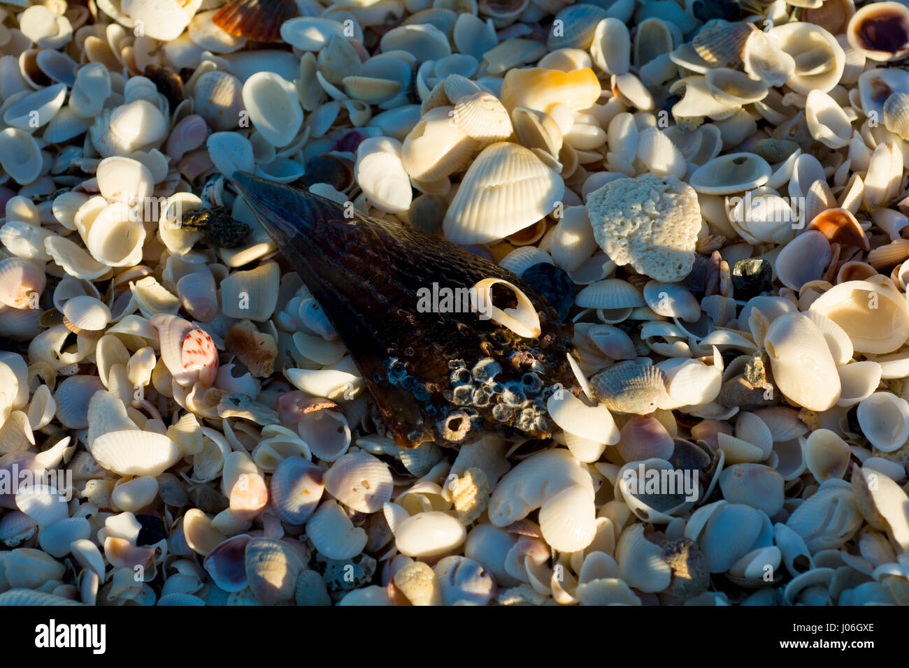 mixed shells on beach Stock Photo - Alamy