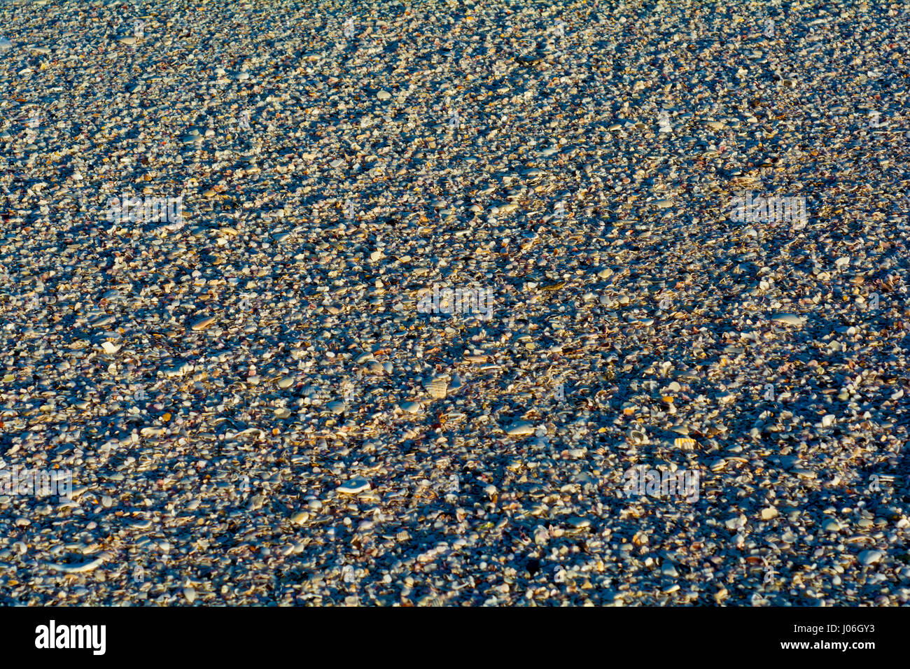 lots of shells on beach Stock Photo - Alamy