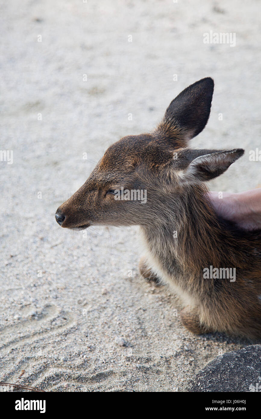Fawn at Miyajima island Stock Photo - Alamy