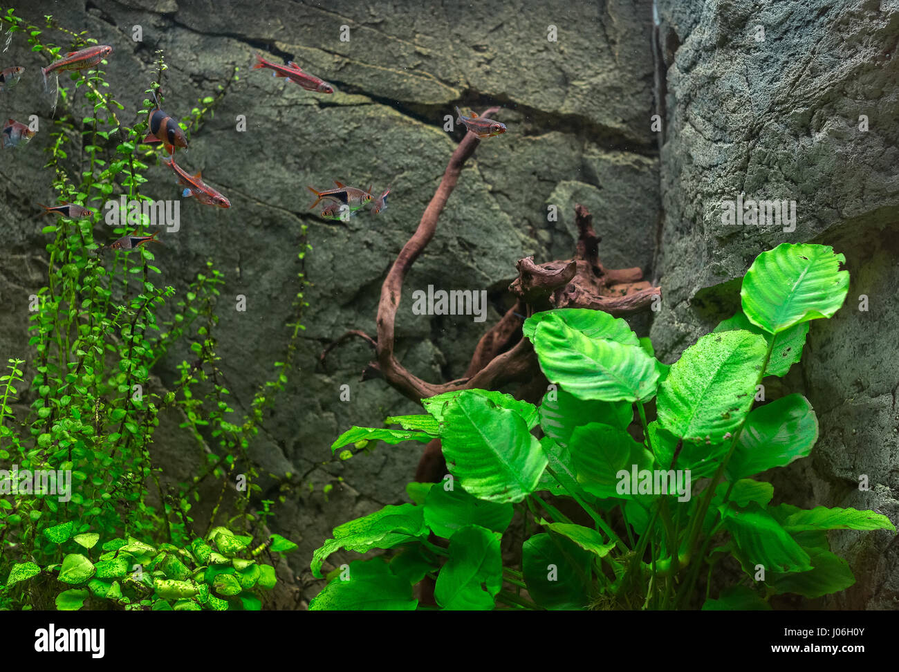 Freshwater green aquarium with plants and fishes Stock Photo - Alamy