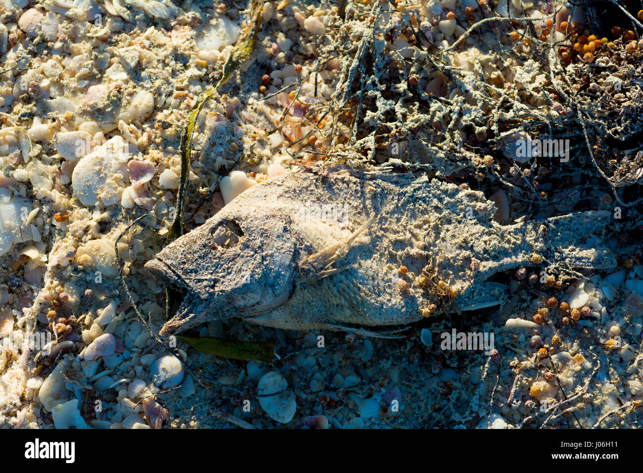 fish on the beach Stock Photo - Alamy