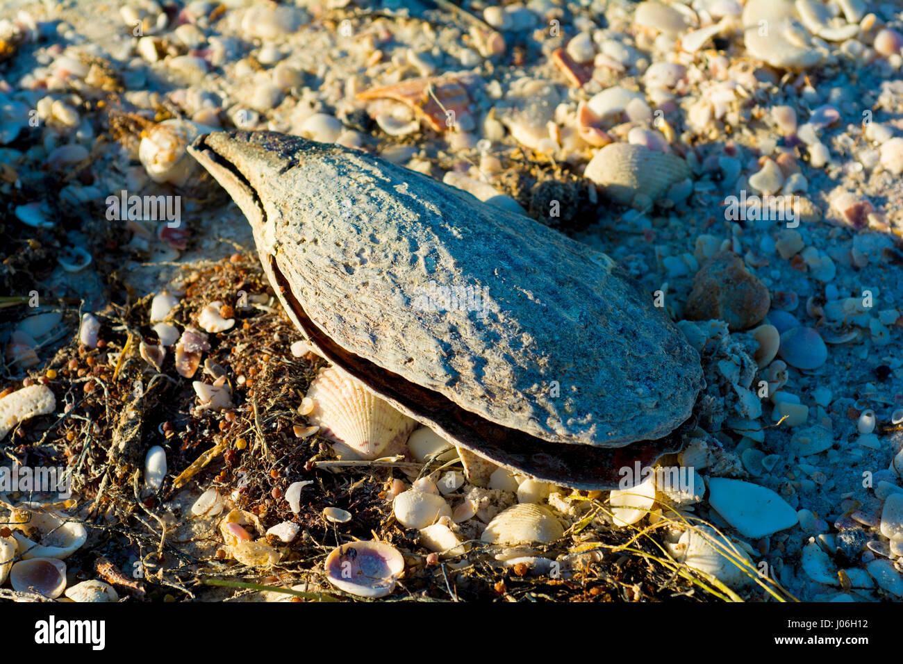 large shells on the beach Stock Photo - Alamy