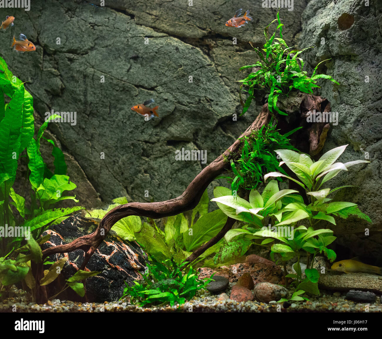 Freshwater green aquarium with plants and fishes Stock Photo - Alamy