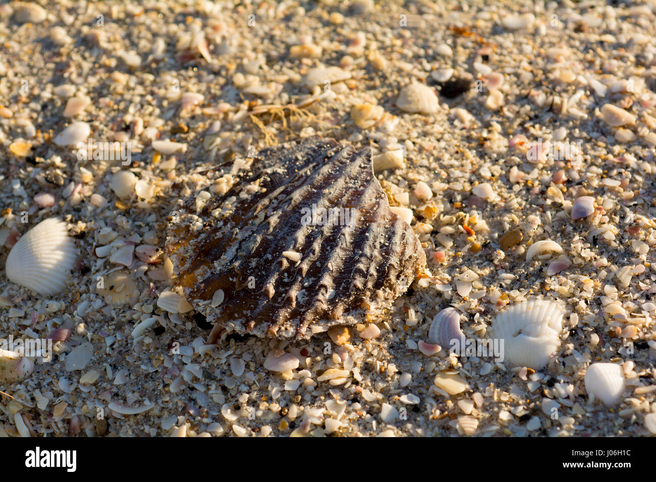 shells on the beach Stock Photo - Alamy