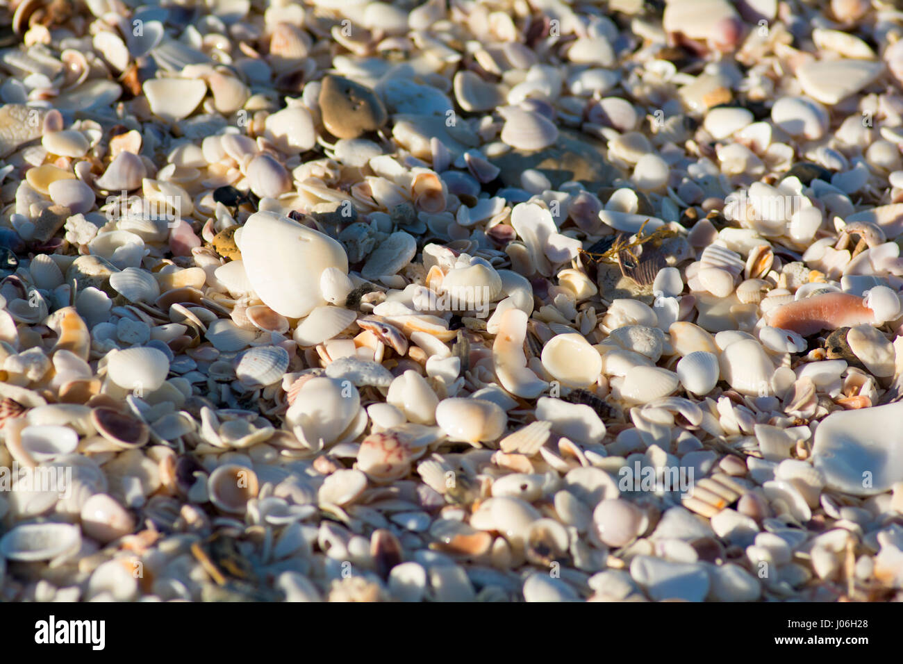 piles of shells on the beach Stock Photo - Alamy