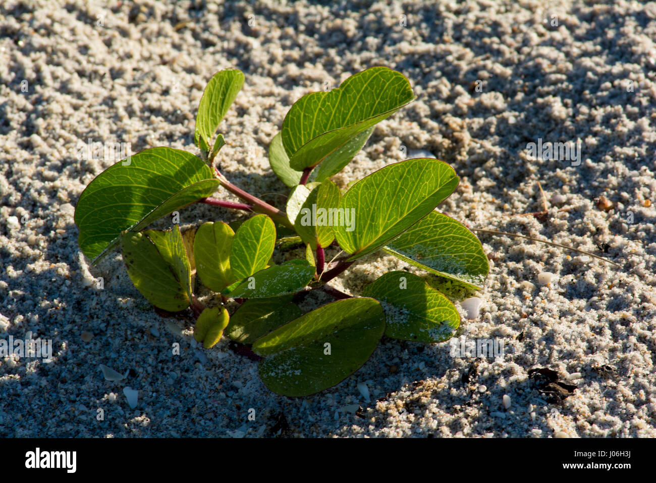 small beach vine plants Stock Photo - Alamy