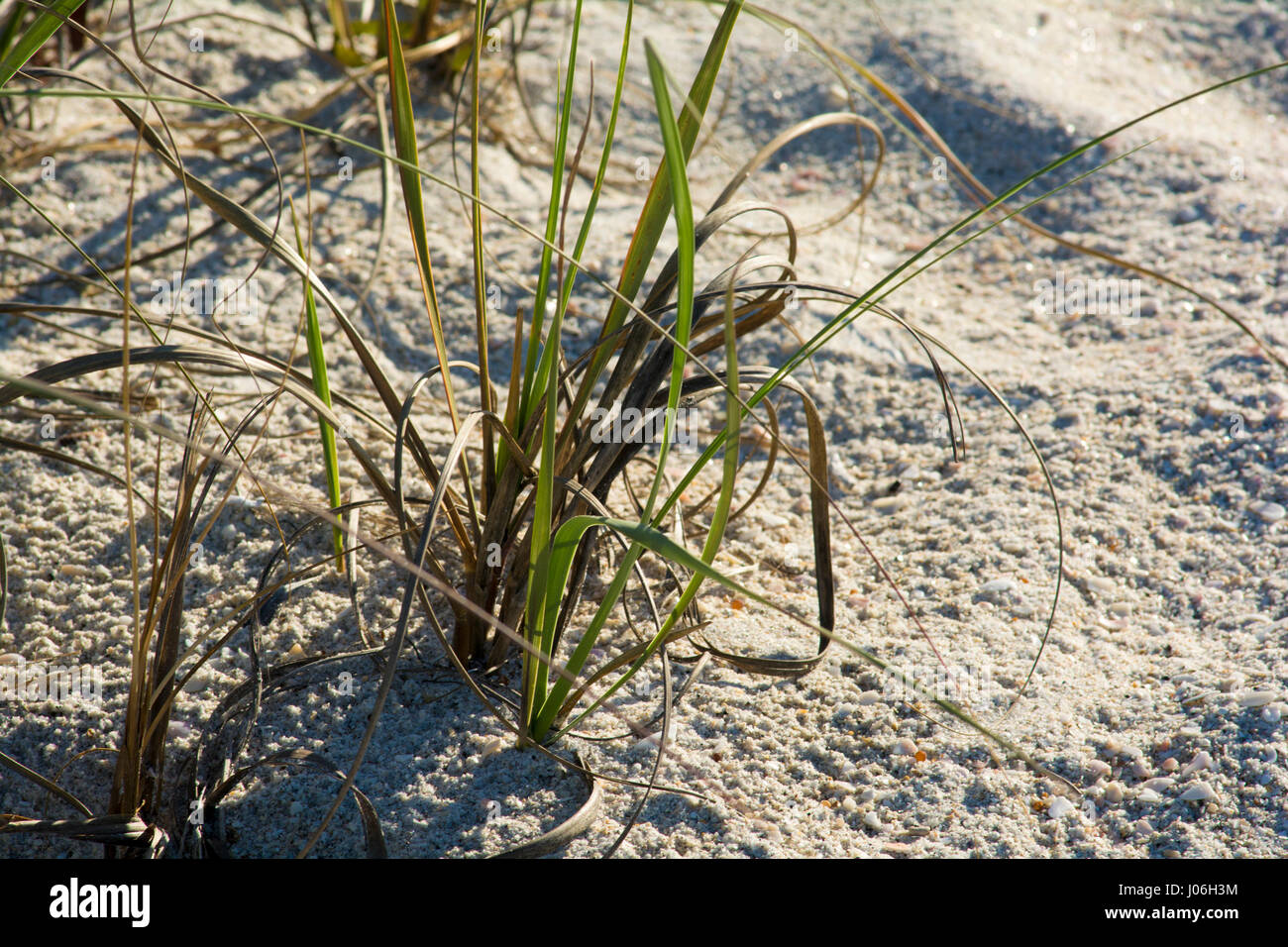 Beach and plants hi-res stock photography and images - Alamy