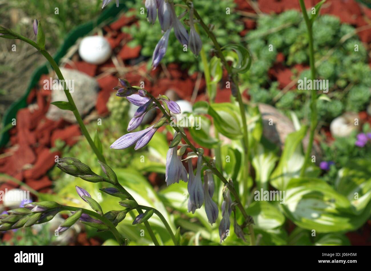 Hosta flowers hi-res stock photography and images - Alamy