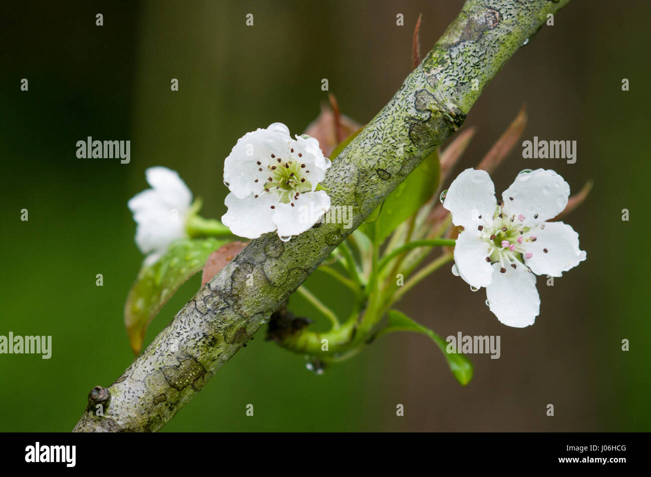 Pear fruit flower hi-res stock photography and images - Alamy