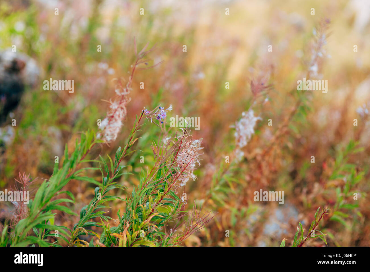 The nature of Montenegro. Wild flowers in the mountains. Adriatic, the ...