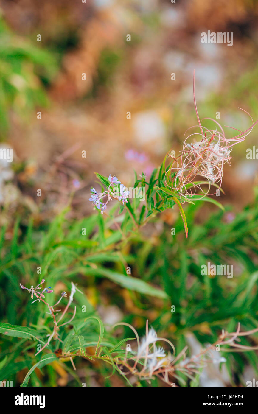 The nature of Montenegro. Wild flowers in the mountains. Adriatic, the ...