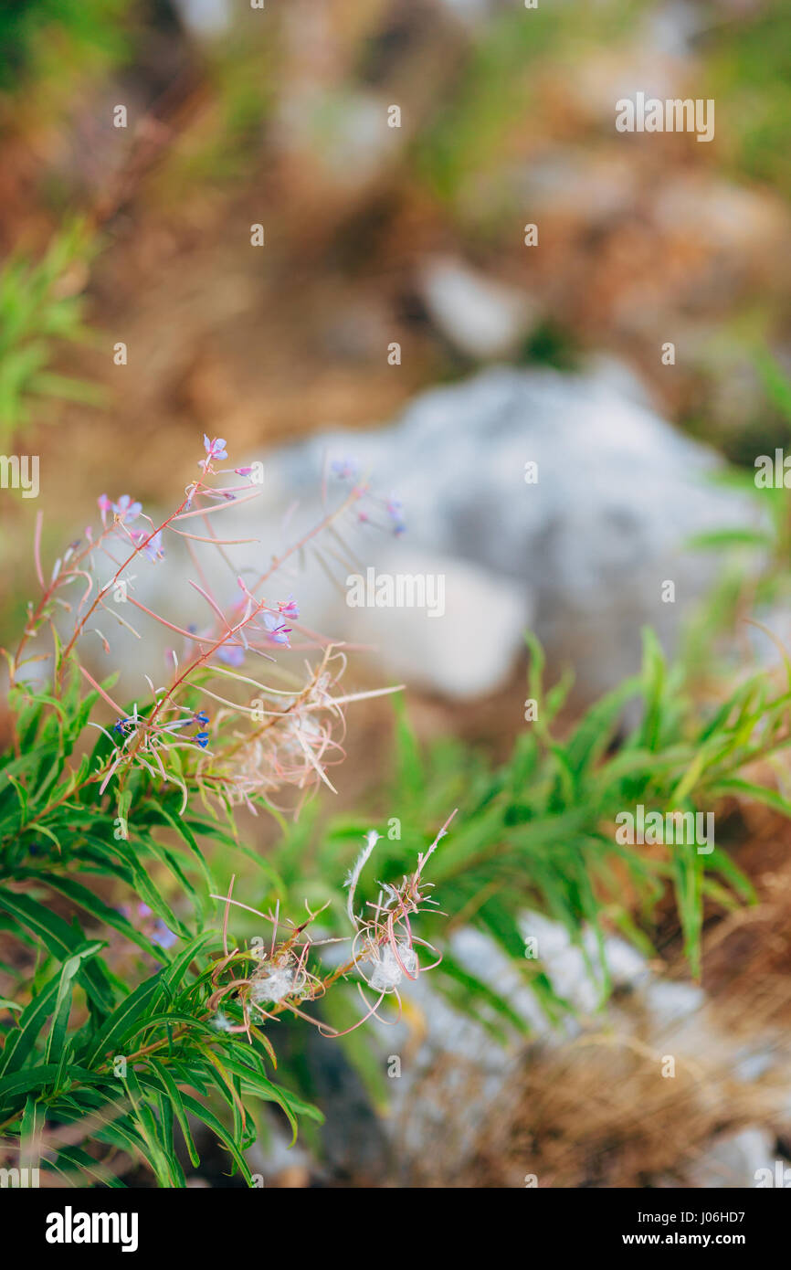 The nature of Montenegro. Wild flowers in the mountains. Adriatic, the ...