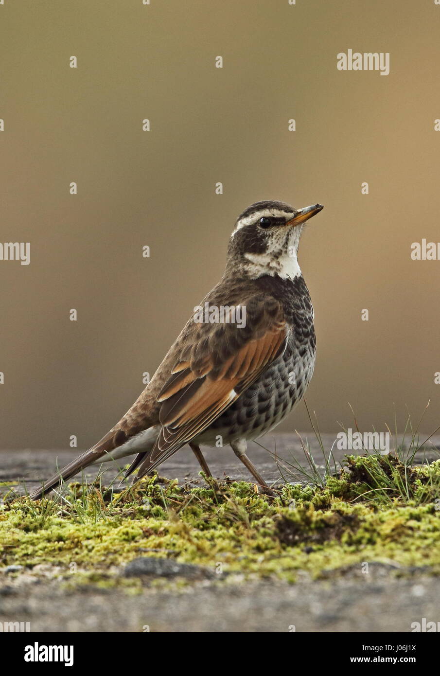 Dusky Thrush (Turdus eunomus) male standing on ground Kyushu, Japan ...