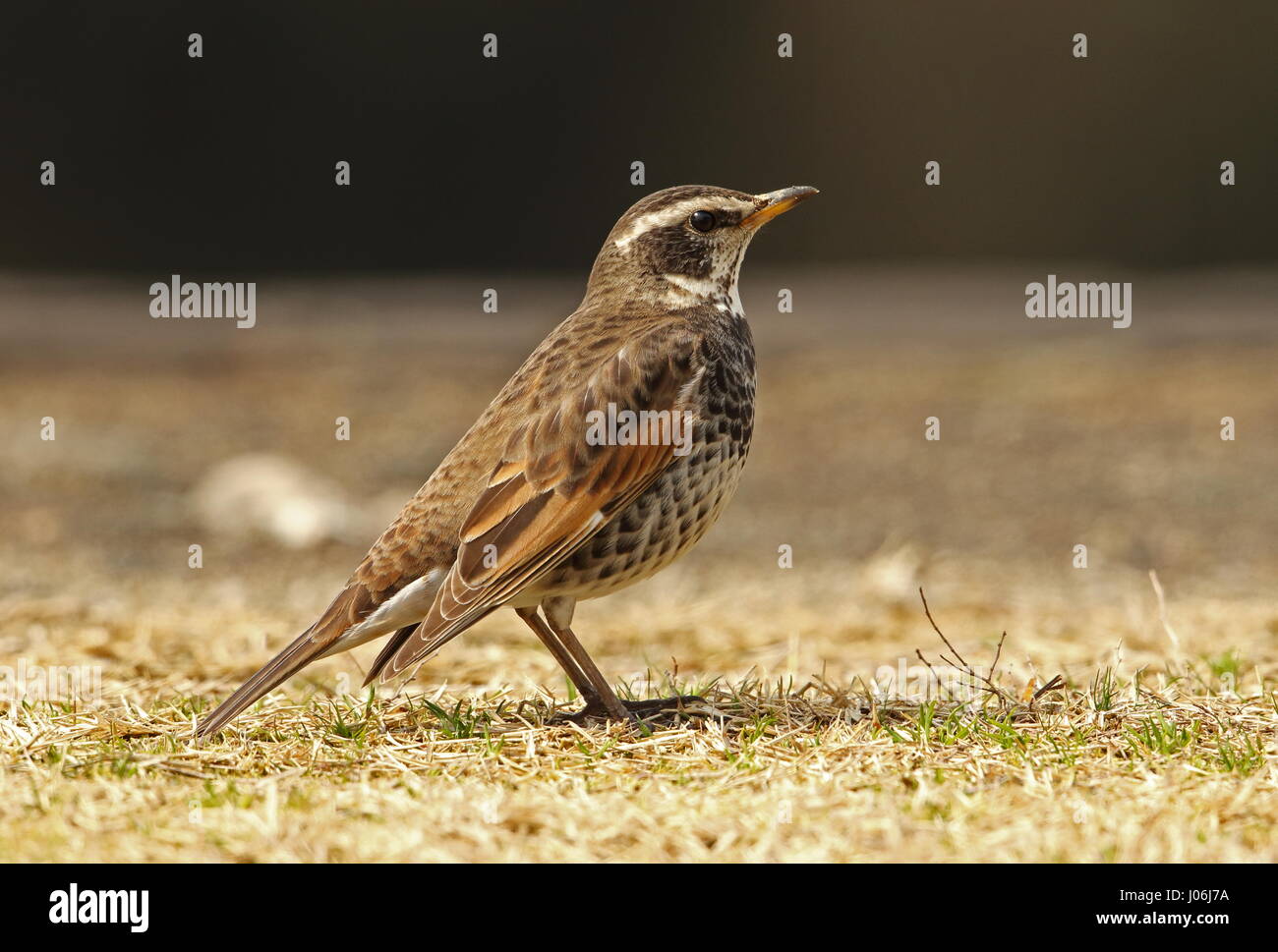 Dusky Thrush (Turdus eunomus) male standing on ground Kyushu, Japan ...