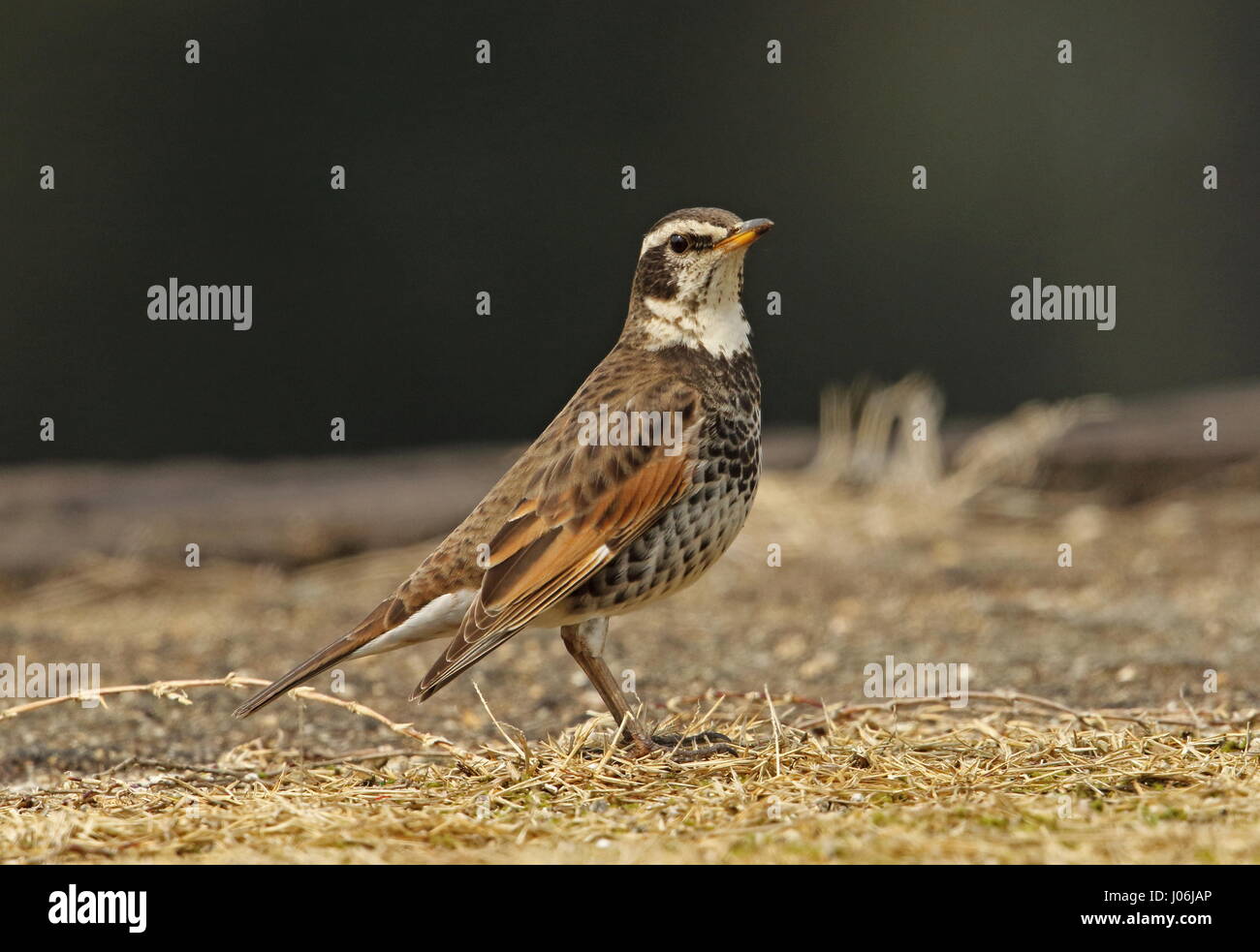 Dusky Thrush (Turdus eunomus) male standing on ground Kyushu, Japan ...