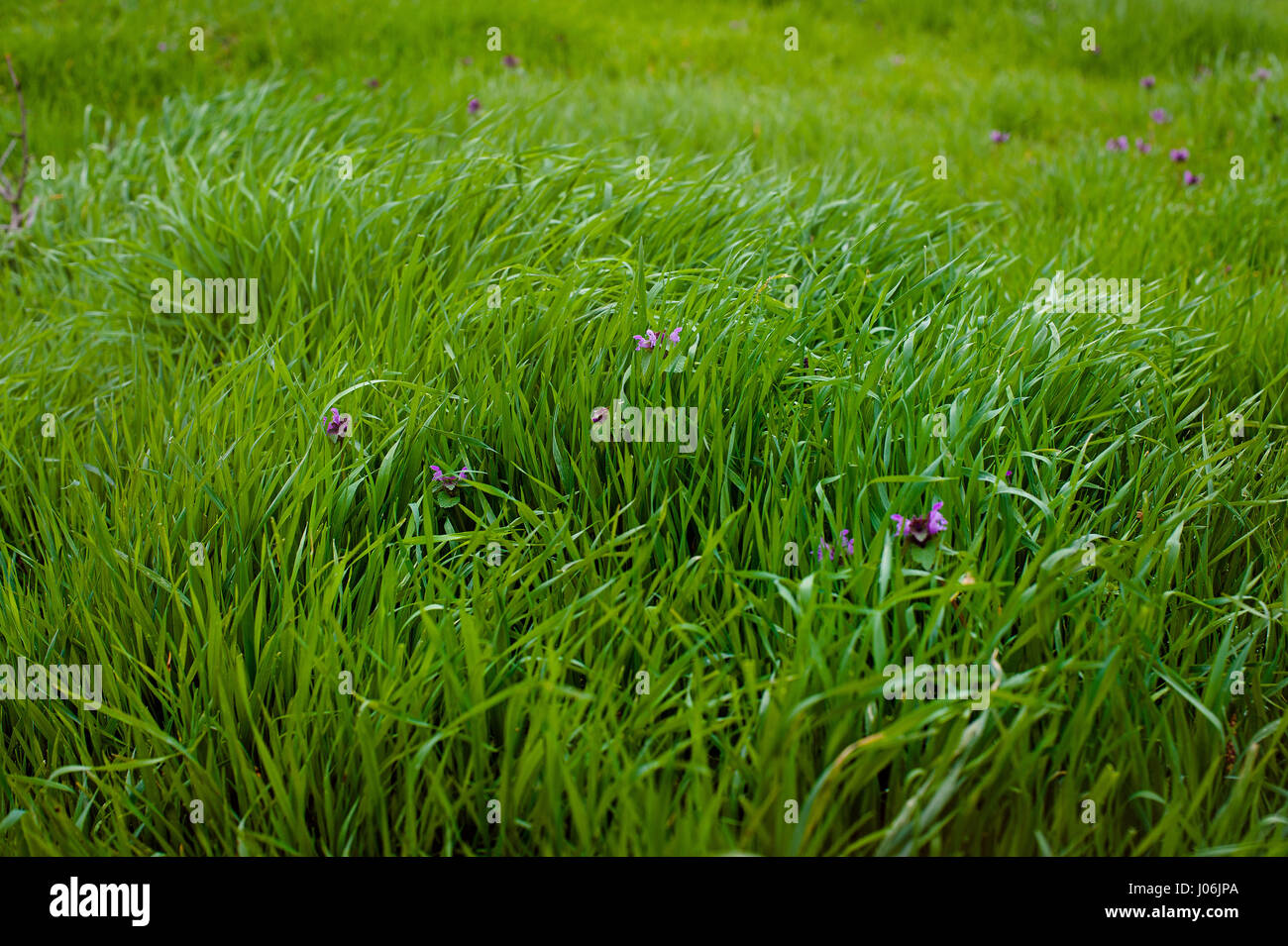 Green grass field blur hi-res stock photography and images - Alamy