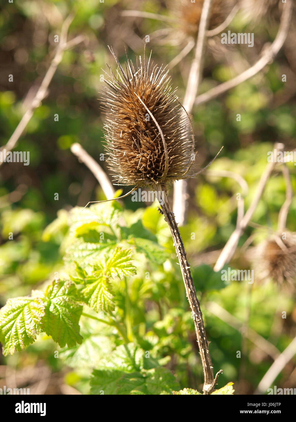 dried teasel head Stock Photo - Alamy