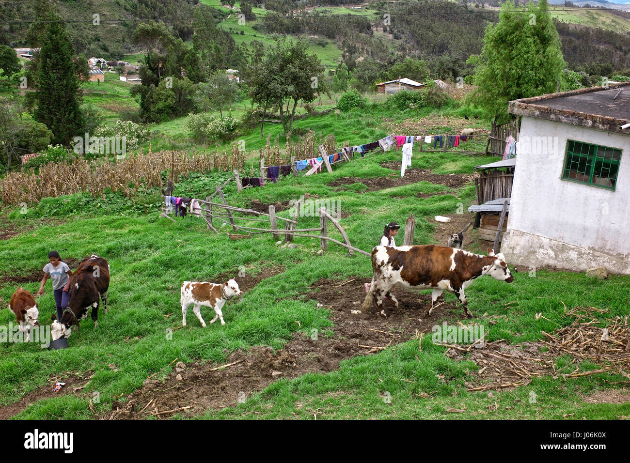 Children take care of the family cows outside the Colonial town of ...