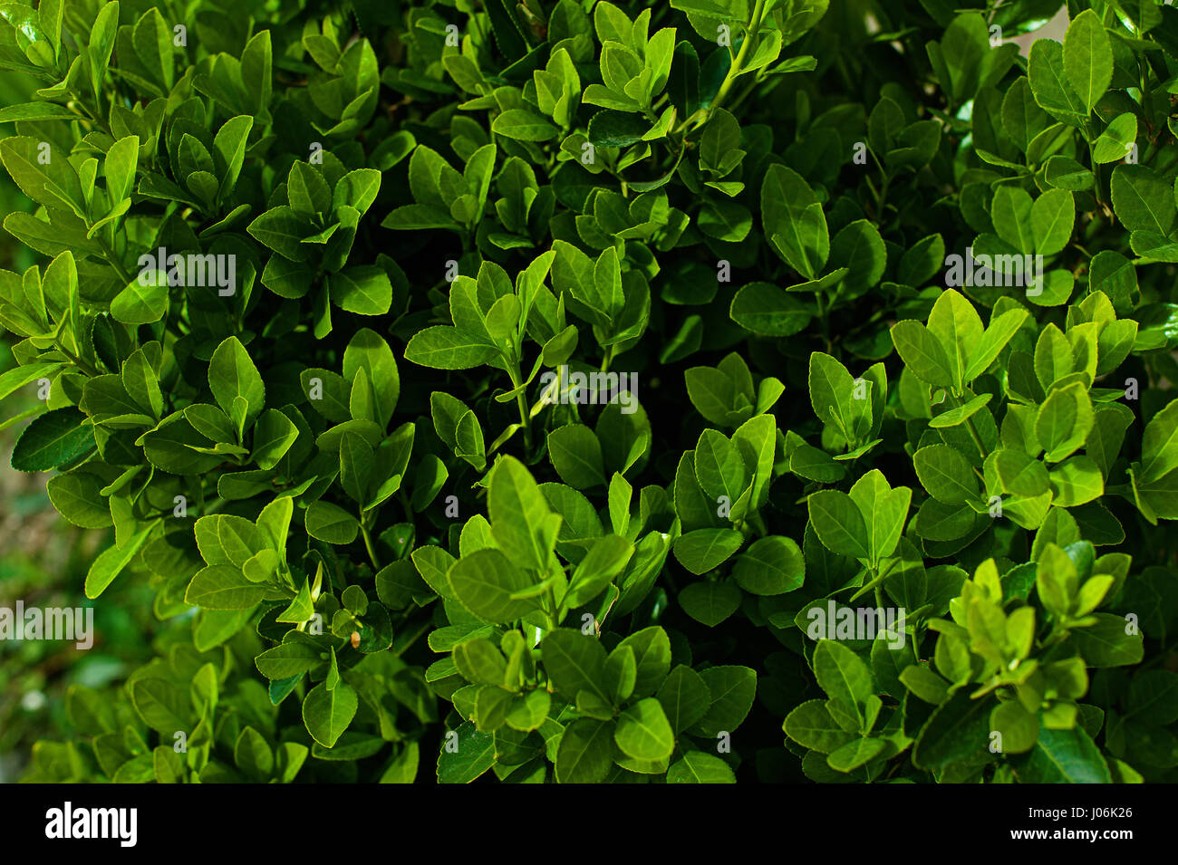 Creative layout made of green leaves. Flat lay. Nature background Stock ...