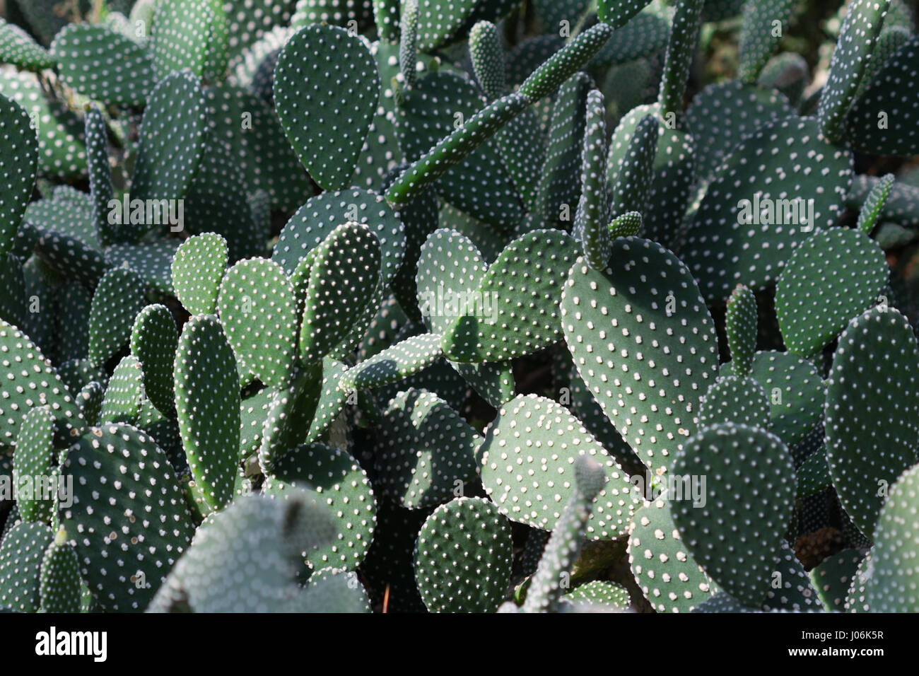 Cactus texture hi-res stock photography and images - Alamy