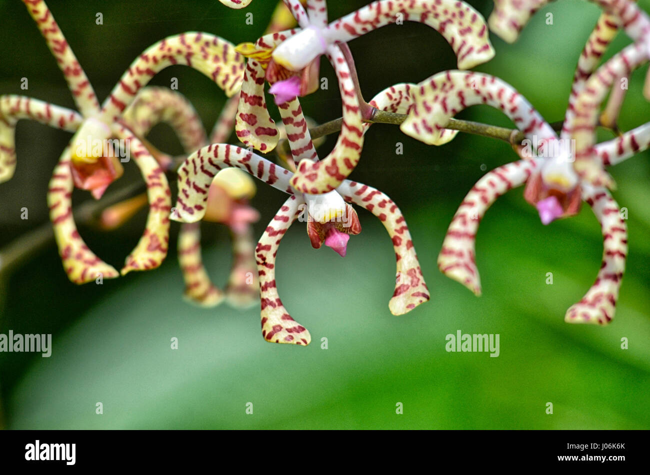 Brown and yellow Tiger orchids. Casa Orquideas Tropical Garden Stock ...
