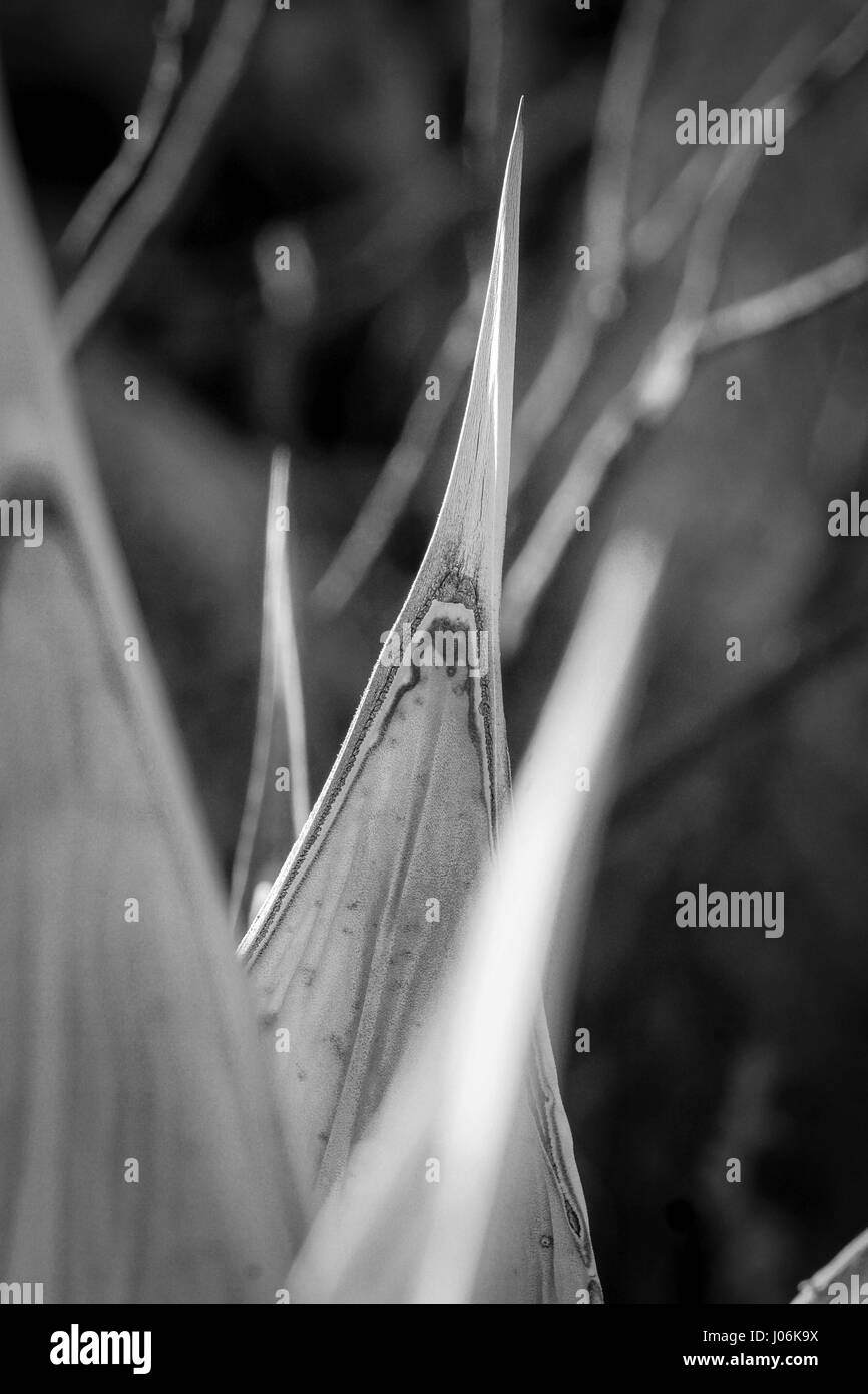 Dead agave plant in Anza Borrego State Park Stock Photo - Alamy