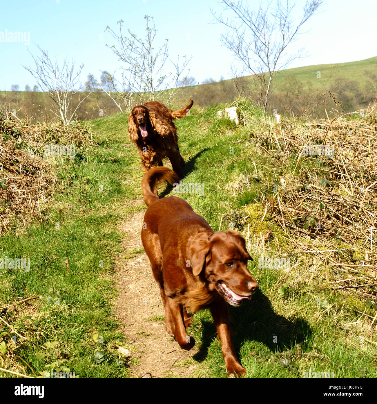Red setters hi-res stock photography and images - Alamy