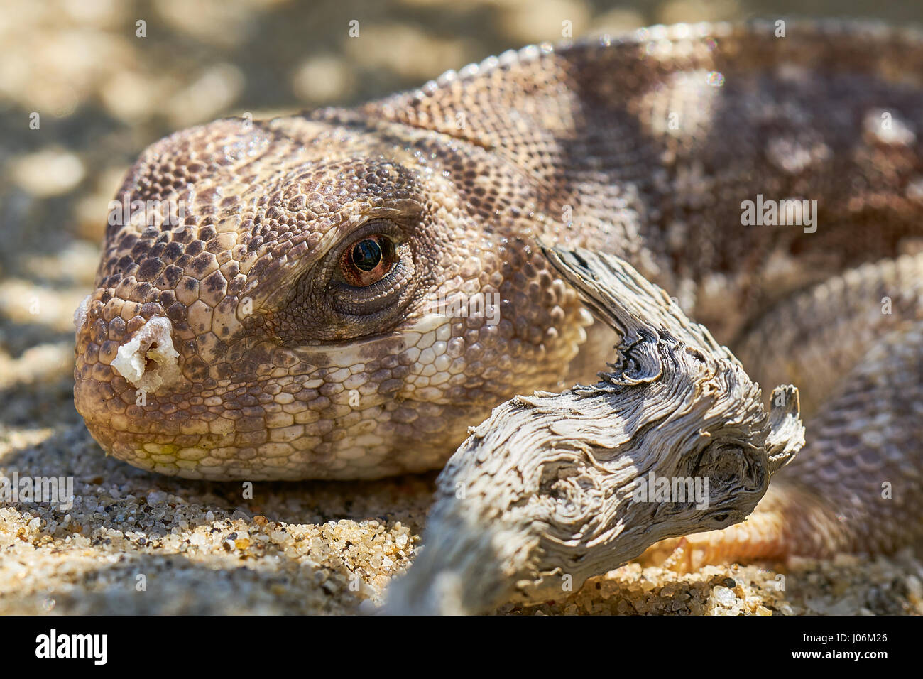 Brown desert lizard in Anza Borrego State Park Stock Photo - Alamy