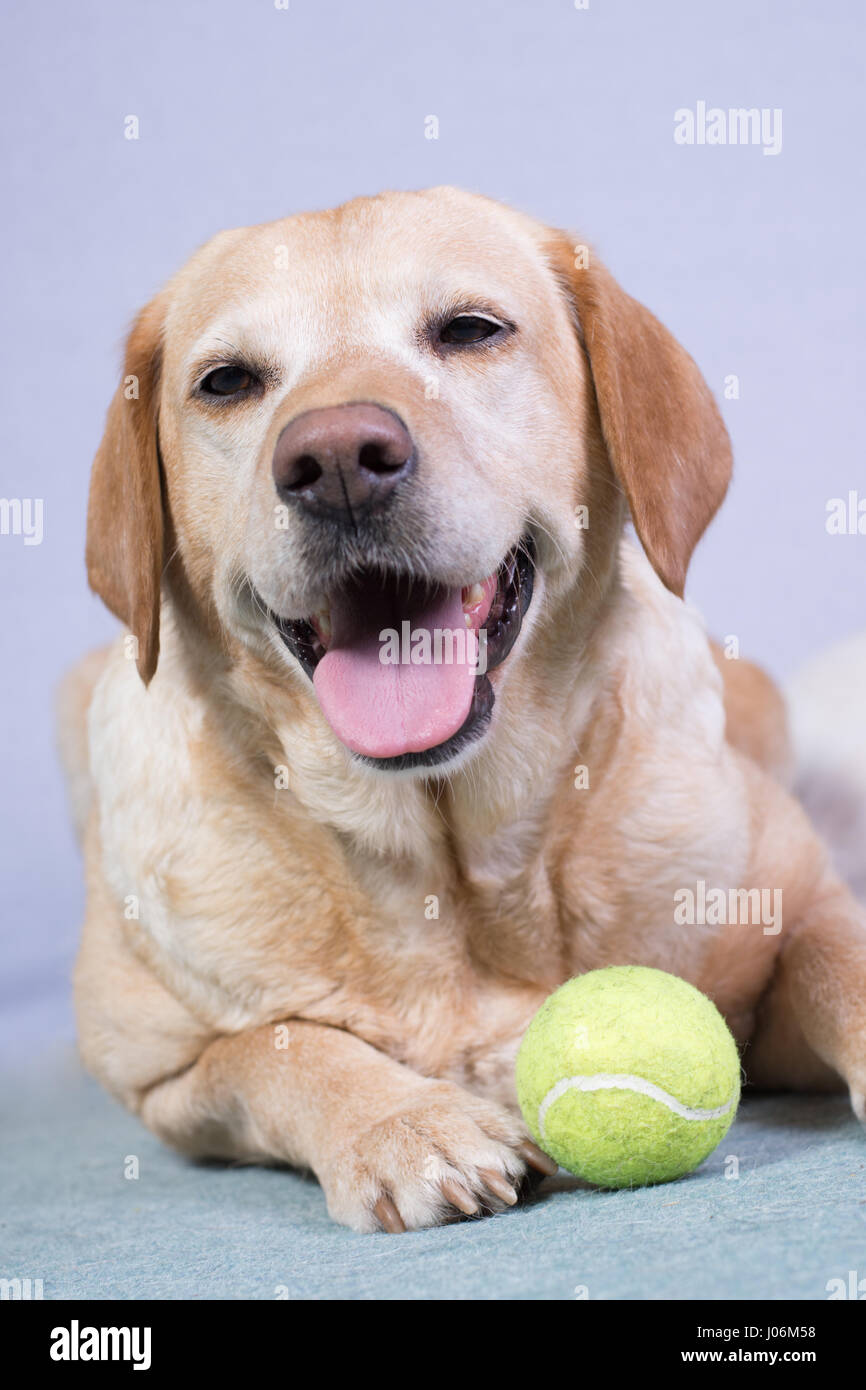 labrador posing on white background with tennis ball Stock Photo - Alamy