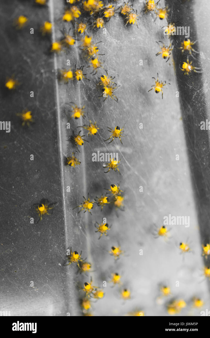 group of yellow spiderlings on a grey background Stock Photo - Alamy